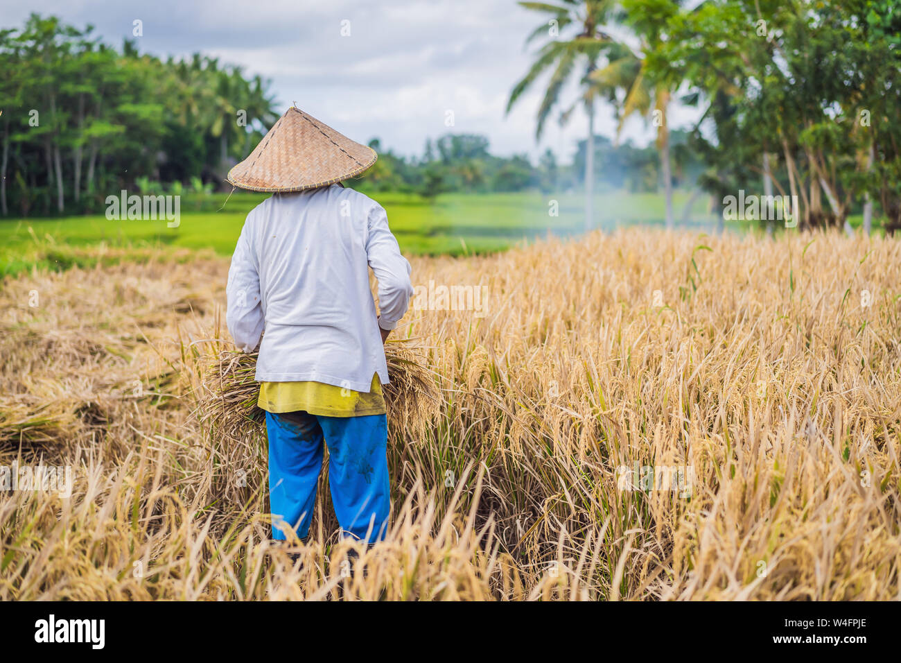 Indonesian farmer man sifting rice in the fields of Ubud, Bali. A ...
