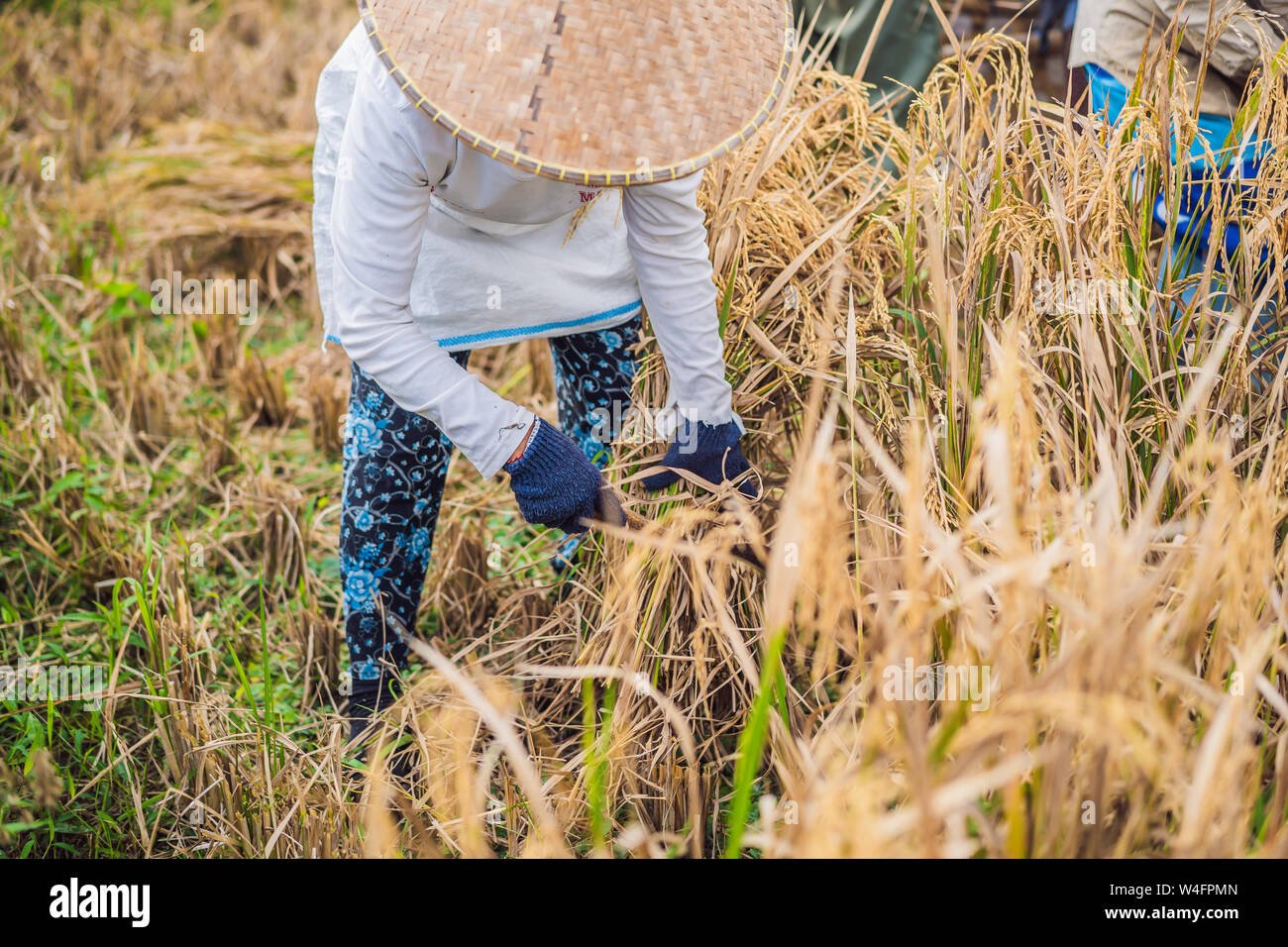 Sifting rice bali hi-res stock photography and images - Alamy