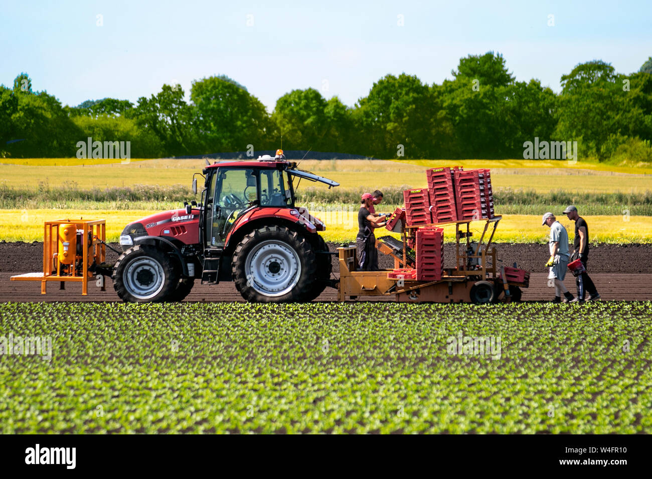 Tarleton, Lancashire. UK Weather. 23rd July, 2019. Hot farming work for ...