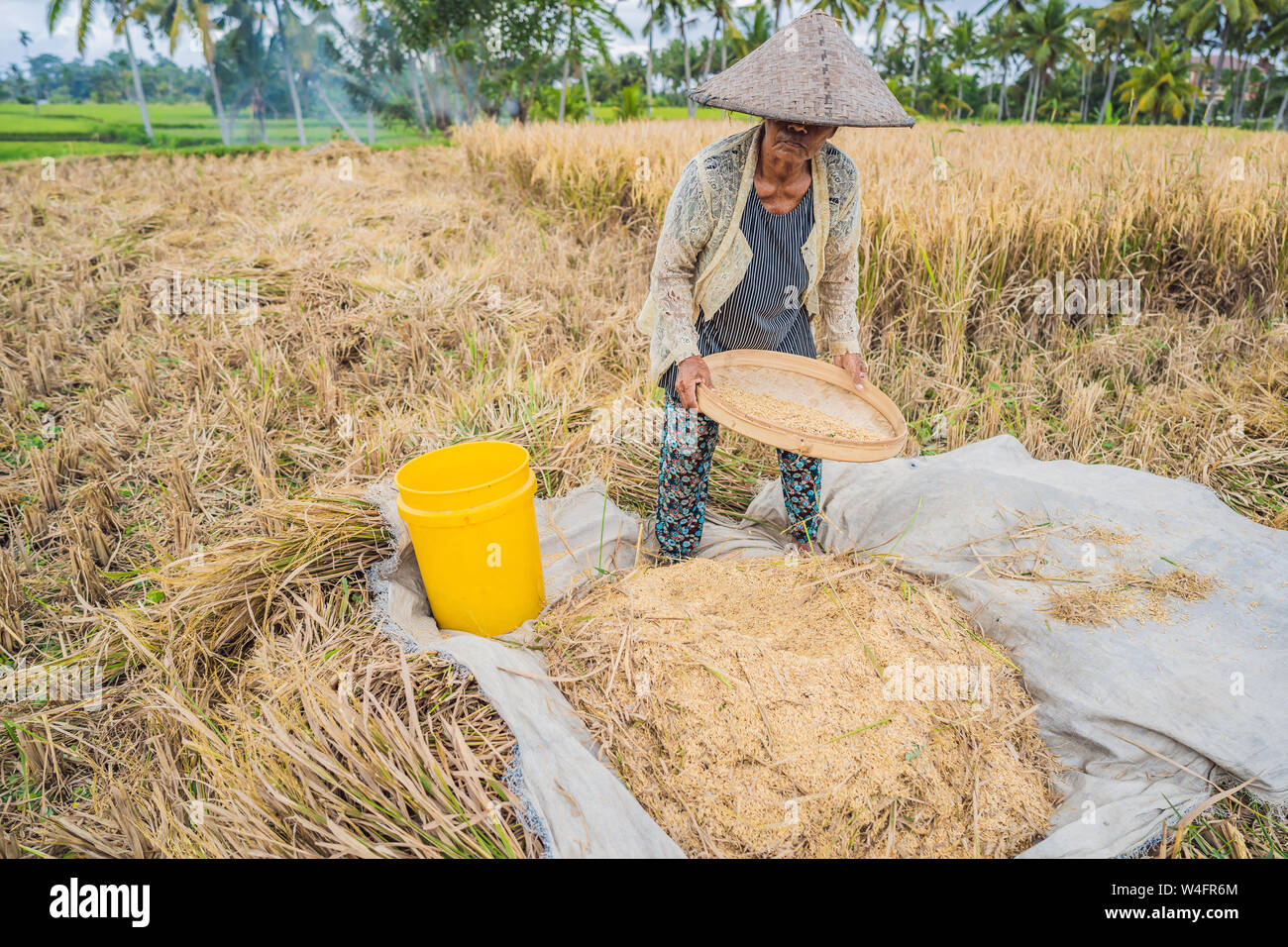 Indonesian farmer man sifting rice in the fields of Ubud, Bali. A ...