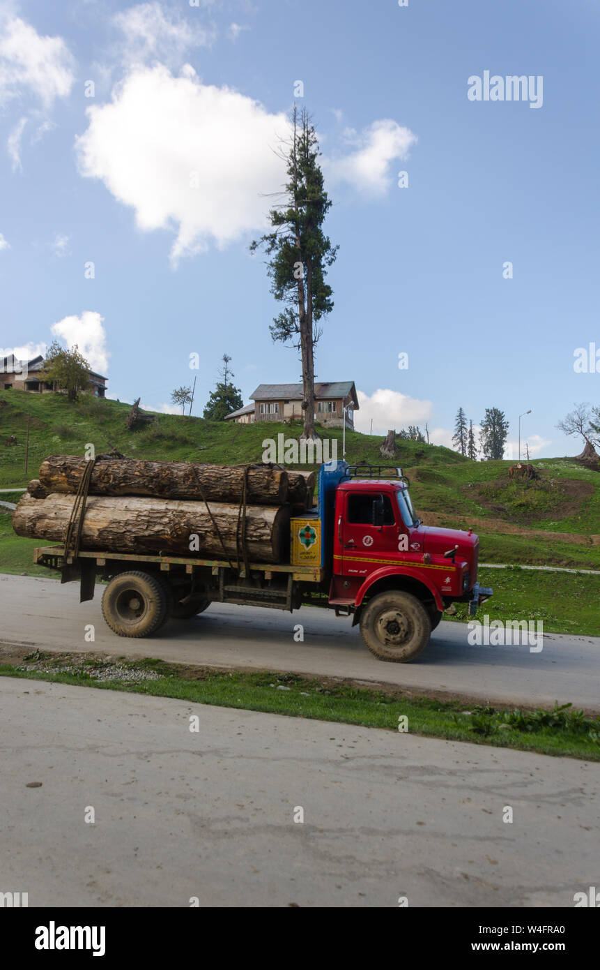 Truck carrying wood in front of a lone pine tree standing tall Stock ...