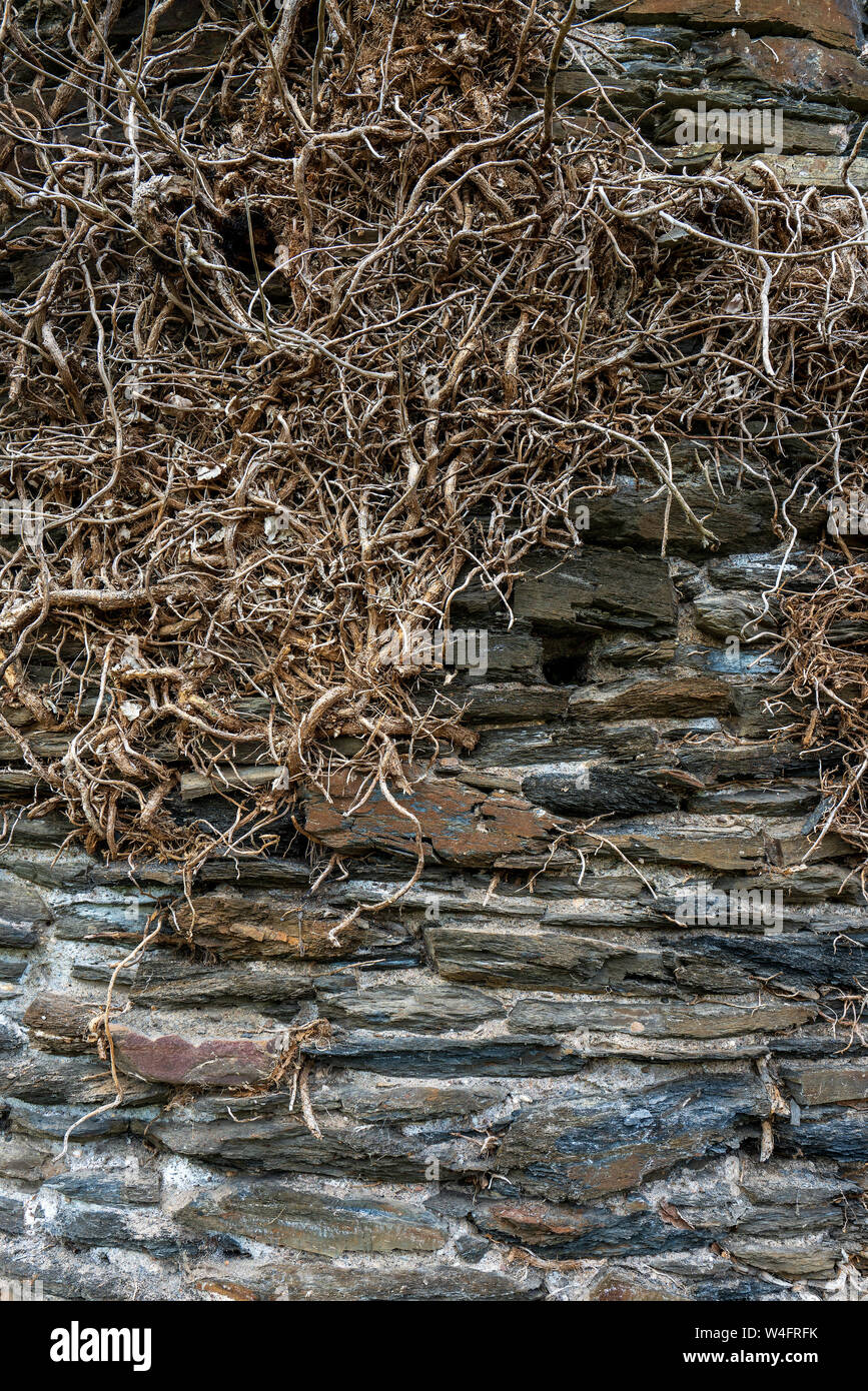 root on an old castle wall Stock Photo - Alamy