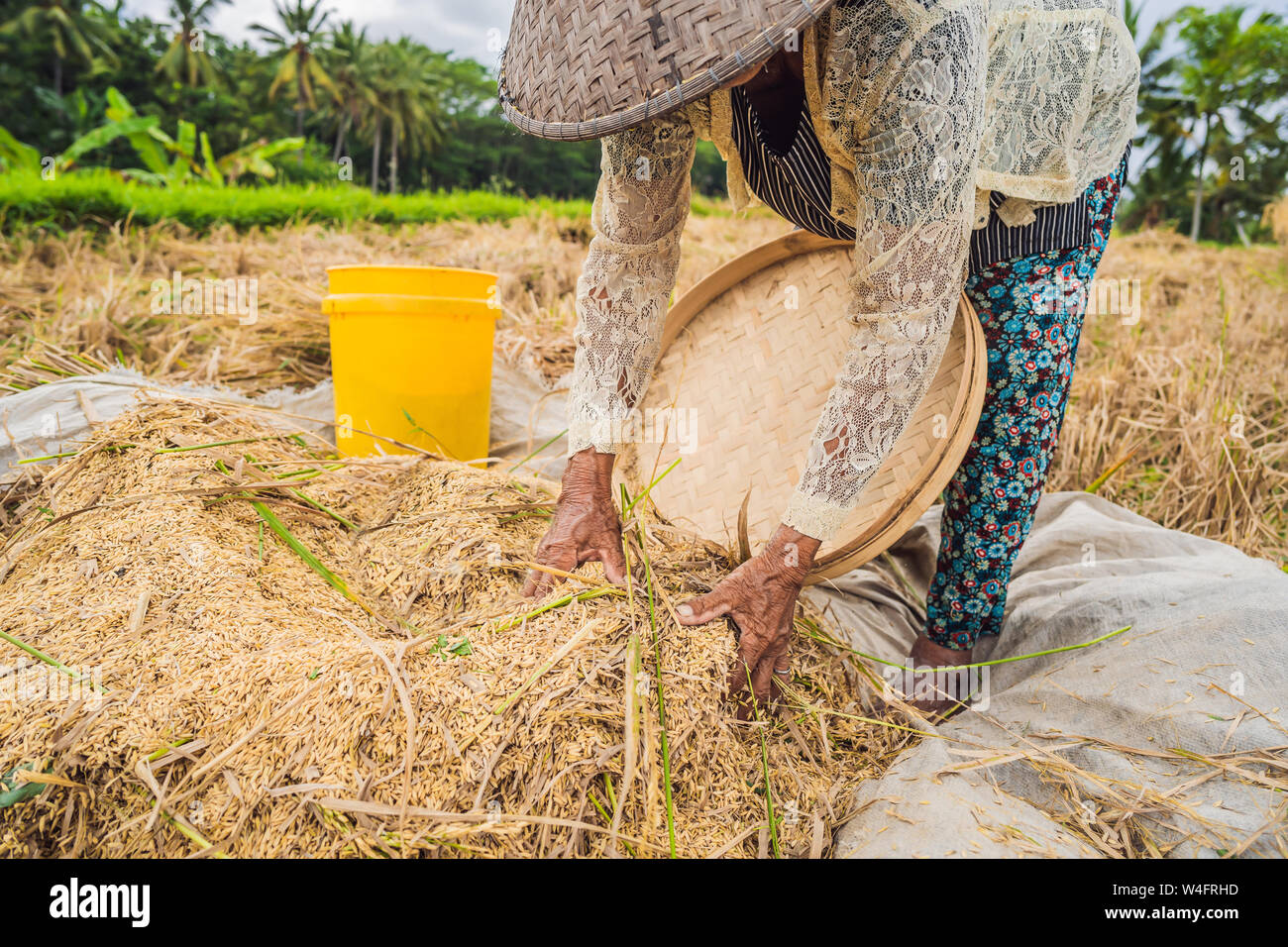 Sifting rice bali hi-res stock photography and images - Alamy