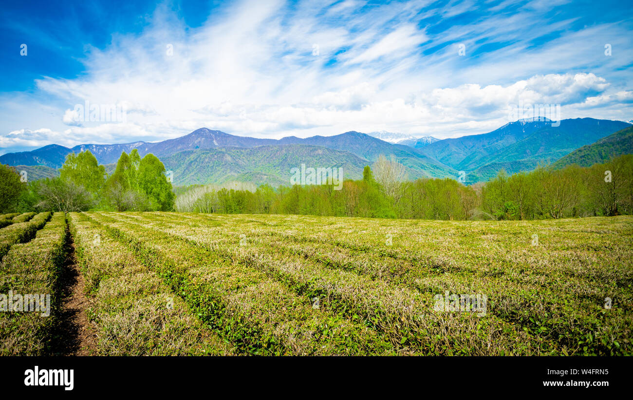 Amazing landscape view of tea plantation Stock Photo - Alamy