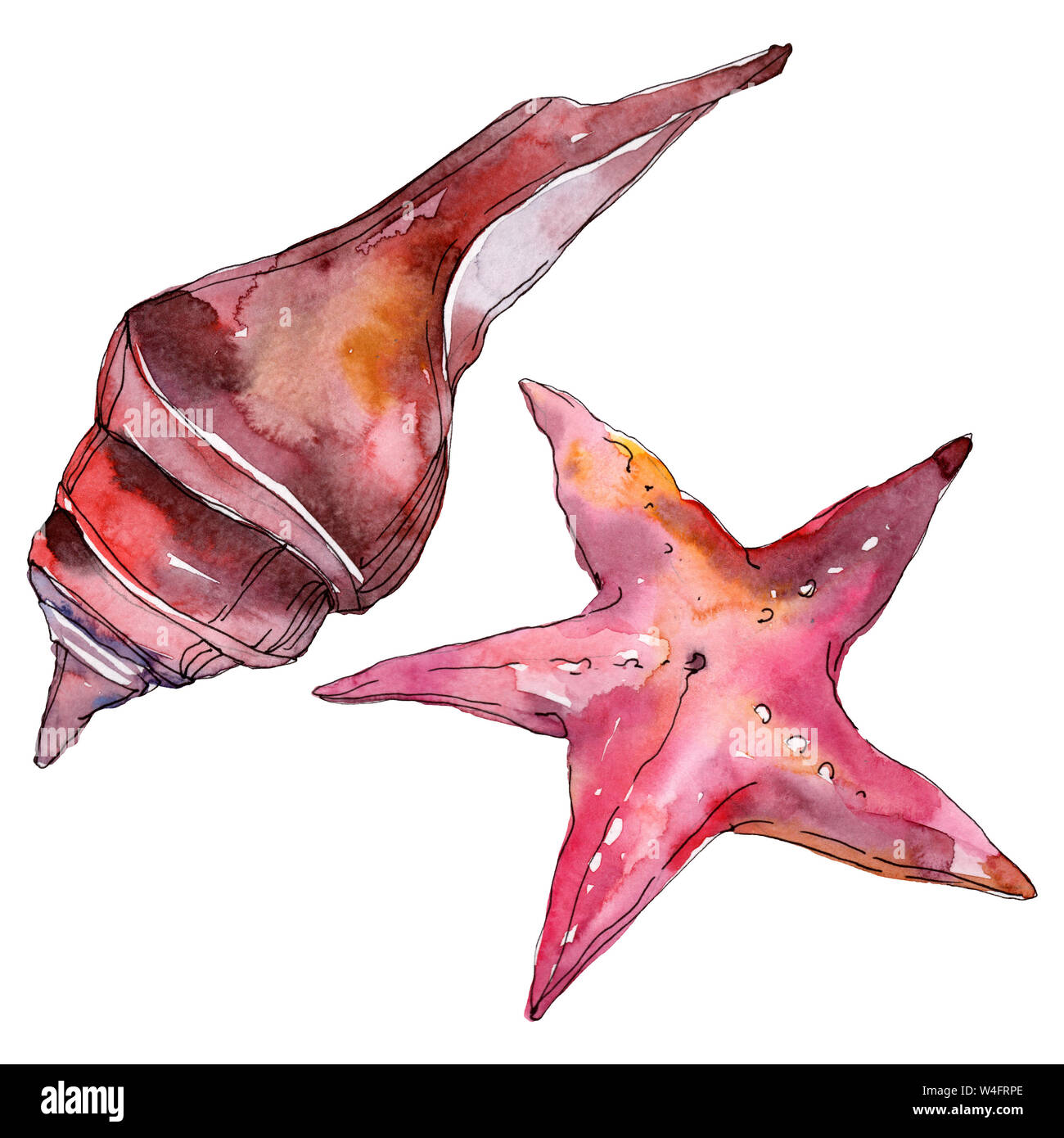 Summer beach seashell tropical elements. Watercolor background ...