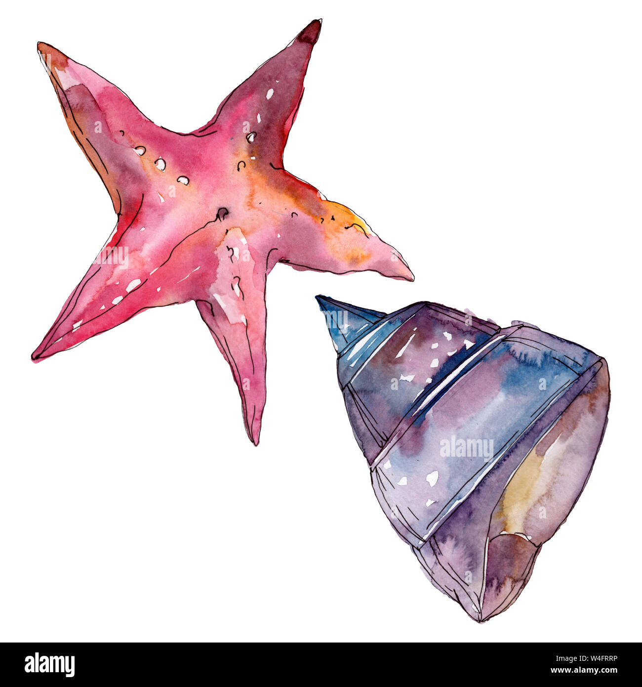 Summer beach seashell tropical elements. Watercolor background ...