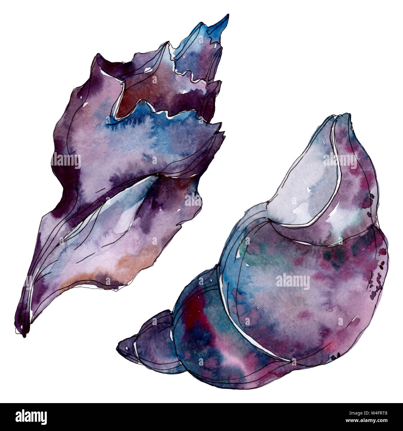 Summer beach seashell tropical elements. Watercolor background ...