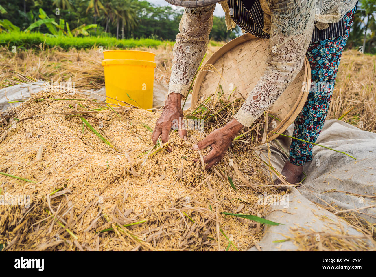 Man Hand Rice Harvest Rice Stock Photos & Man Hand Rice Harvest Rice ...