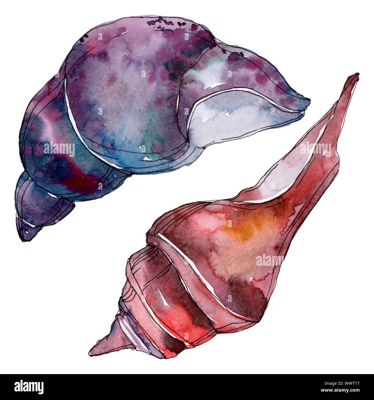 Summer beach seashell tropical elements. Watercolor background ...