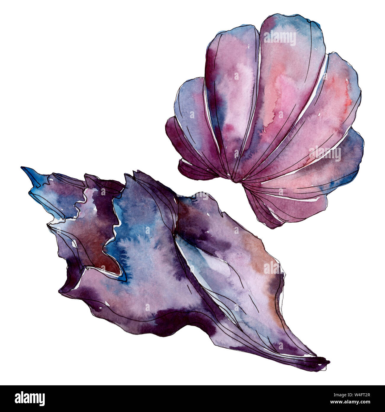 Summer beach seashell tropical elements. Watercolor background ...