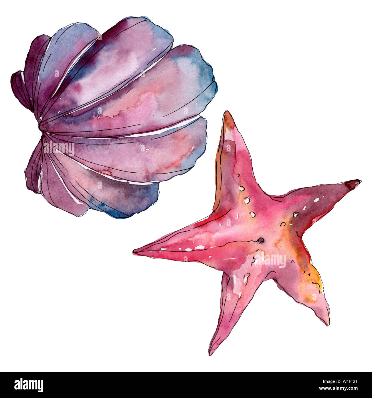 Summer beach seashell tropical elements. Watercolor background ...