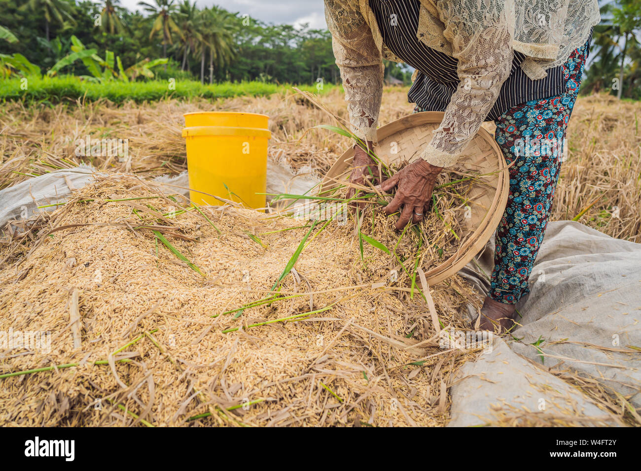 Indonesian farmer man sifting rice in the fields of Ubud, Bali. A ...