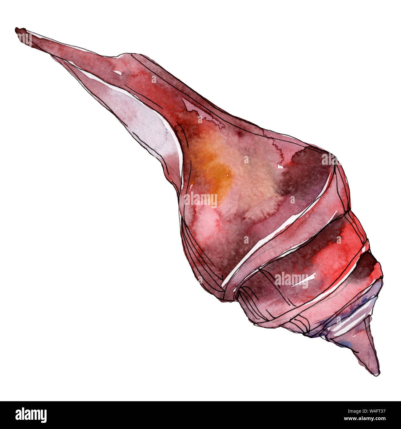 Summer beach seashell tropical elements. Watercolor background ...