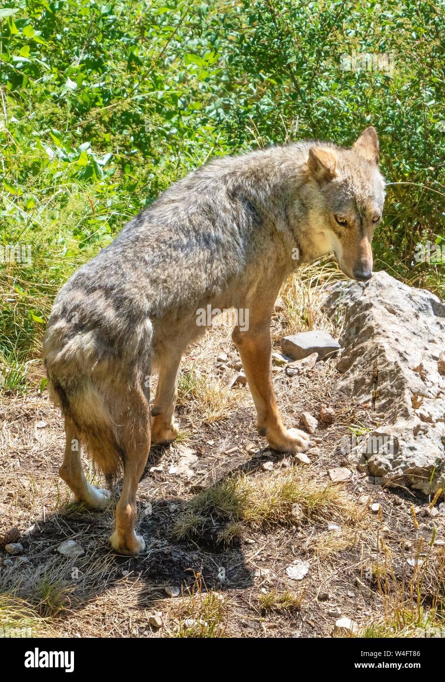 National Park of Abruzzo, Lazio and Molise (Italy) - The summer in the ...
