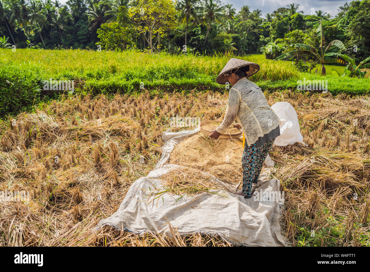Indonesian farmer man sifting rice in the fields of Ubud, Bali. A ...