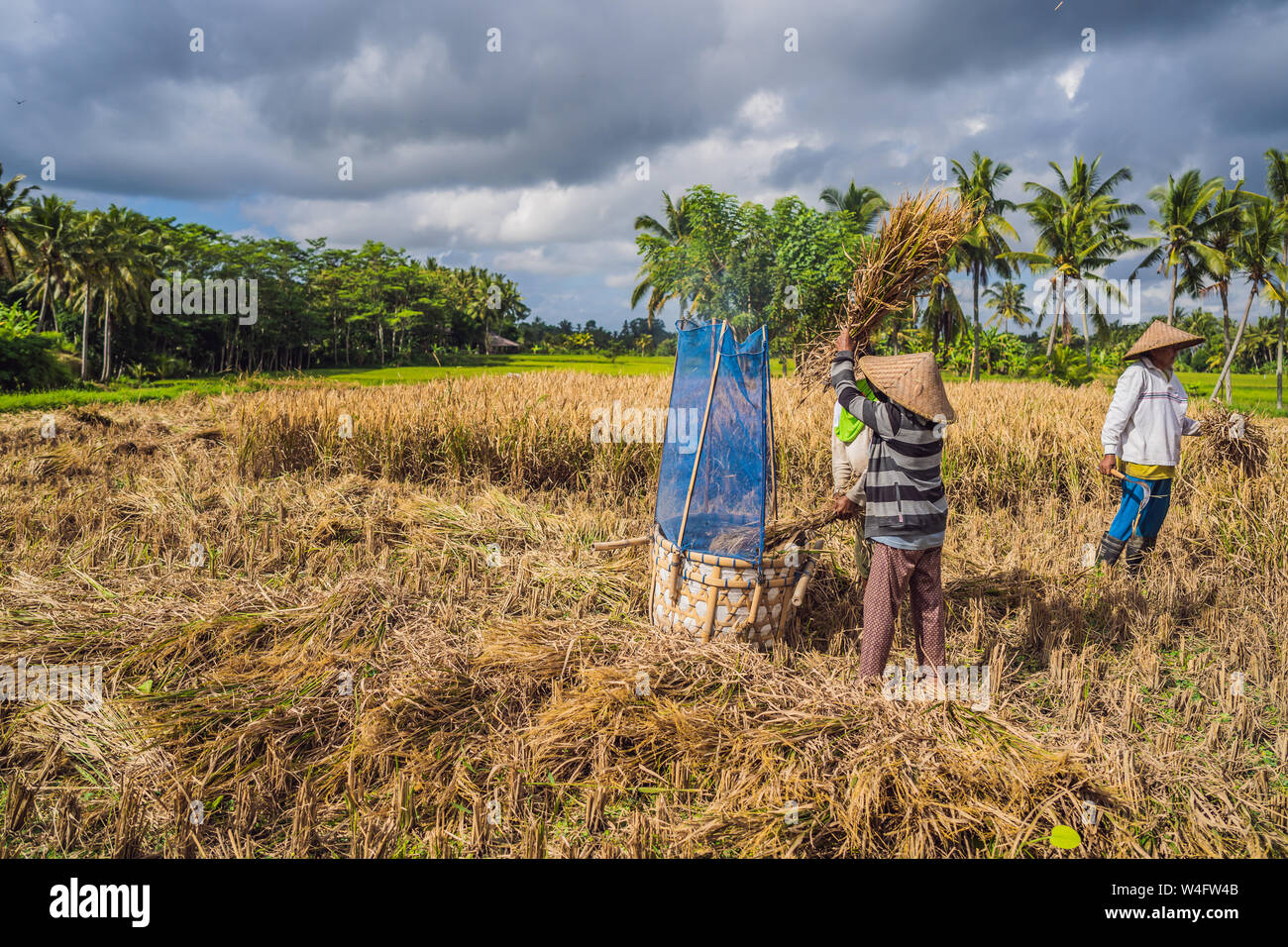 Indonesian farmer man sifting rice in the fields of Ubud, Bali. A ...