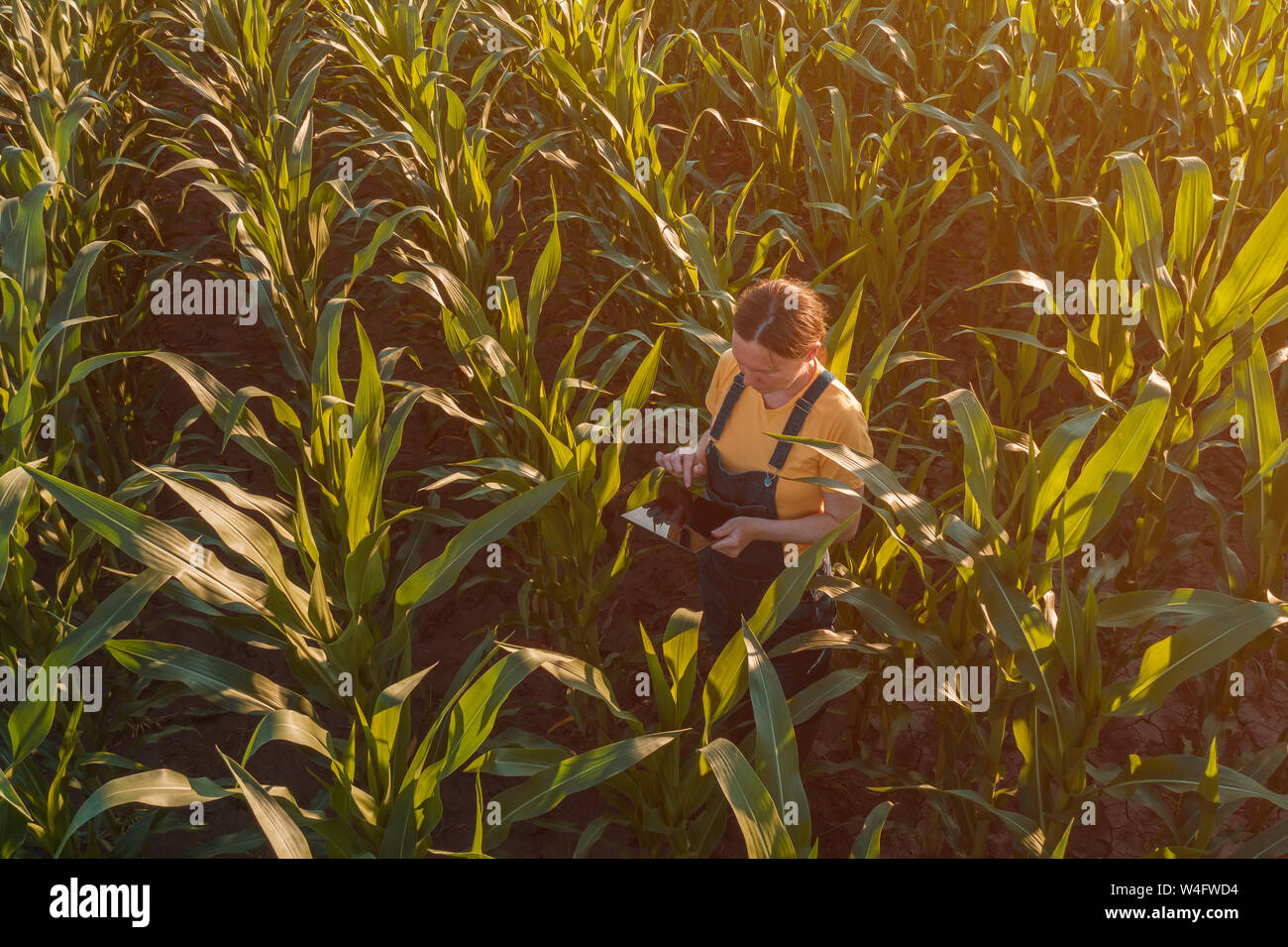 Agronomist farmer woman using tablet computer in corn field. Aerial ...