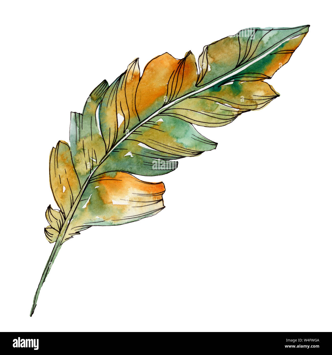 Colorful bird feather from wing isolated. Watercolor background ...