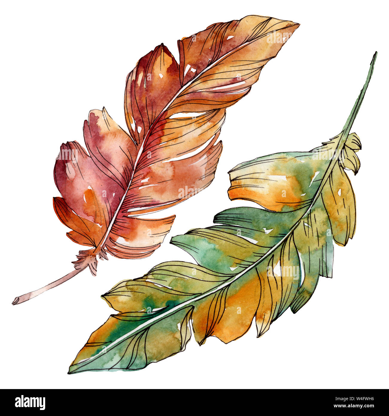 Colorful bird feather from wing isolated. Watercolor background ...