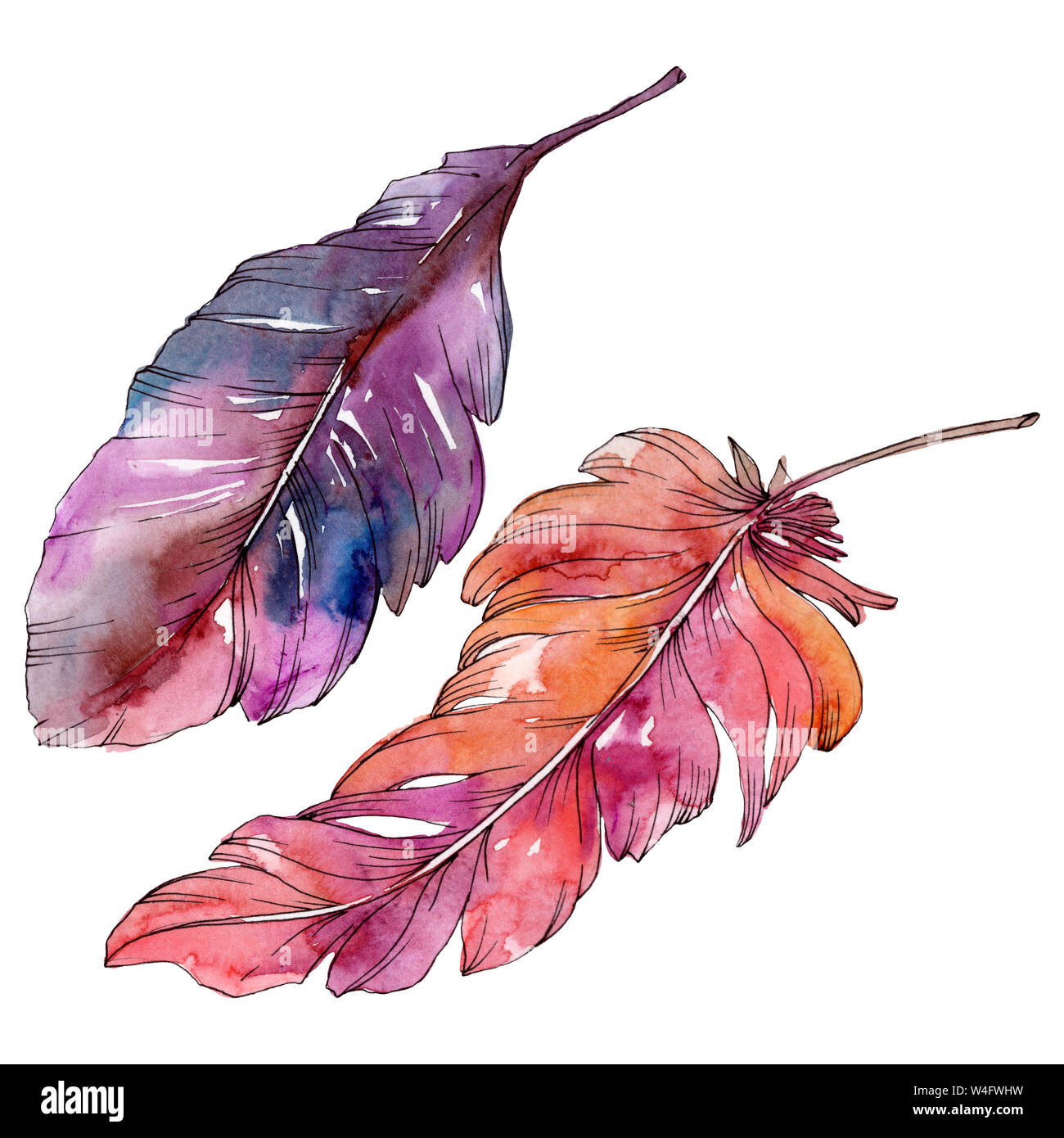Colorful bird feather from wing isolated. Watercolor background ...