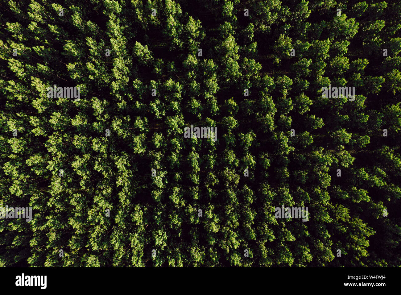 Aerial top view of cottonwood populus green forest in summer from drone ...
