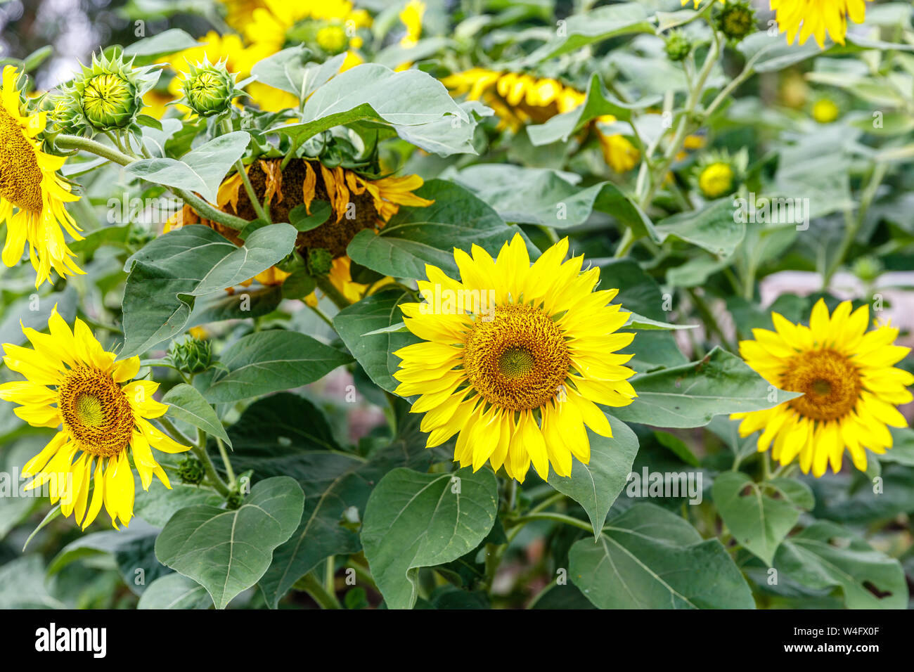 Field flowering common sunflowers hi-res stock photography and images ...