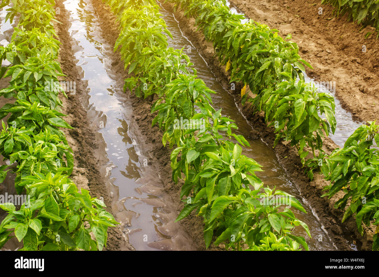 Traditional watering pepper plantations. Farming and agriculture ...