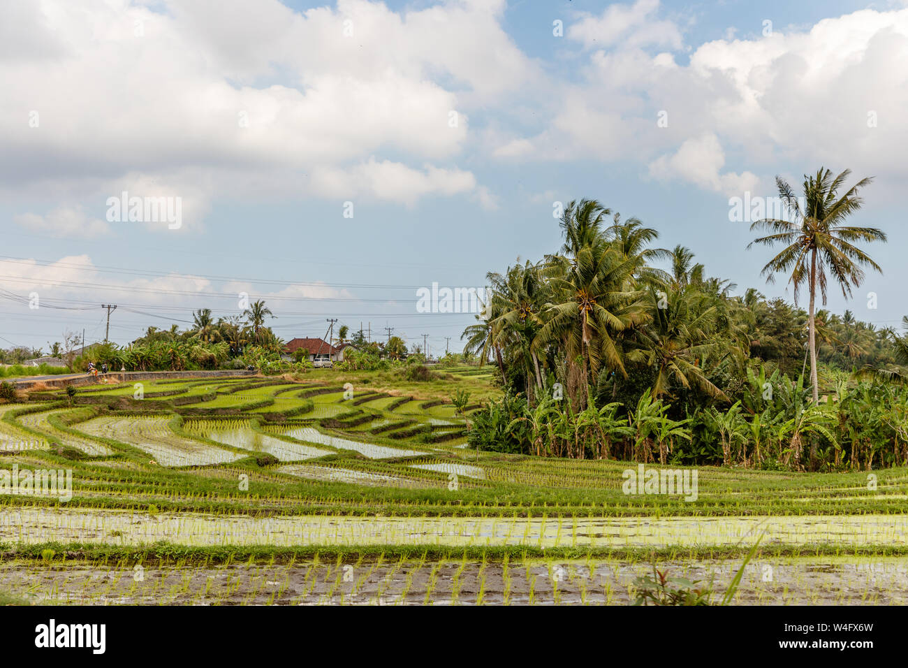 Rice fields, houses of Balinese village, clouds. Rural landscape, Bali ...