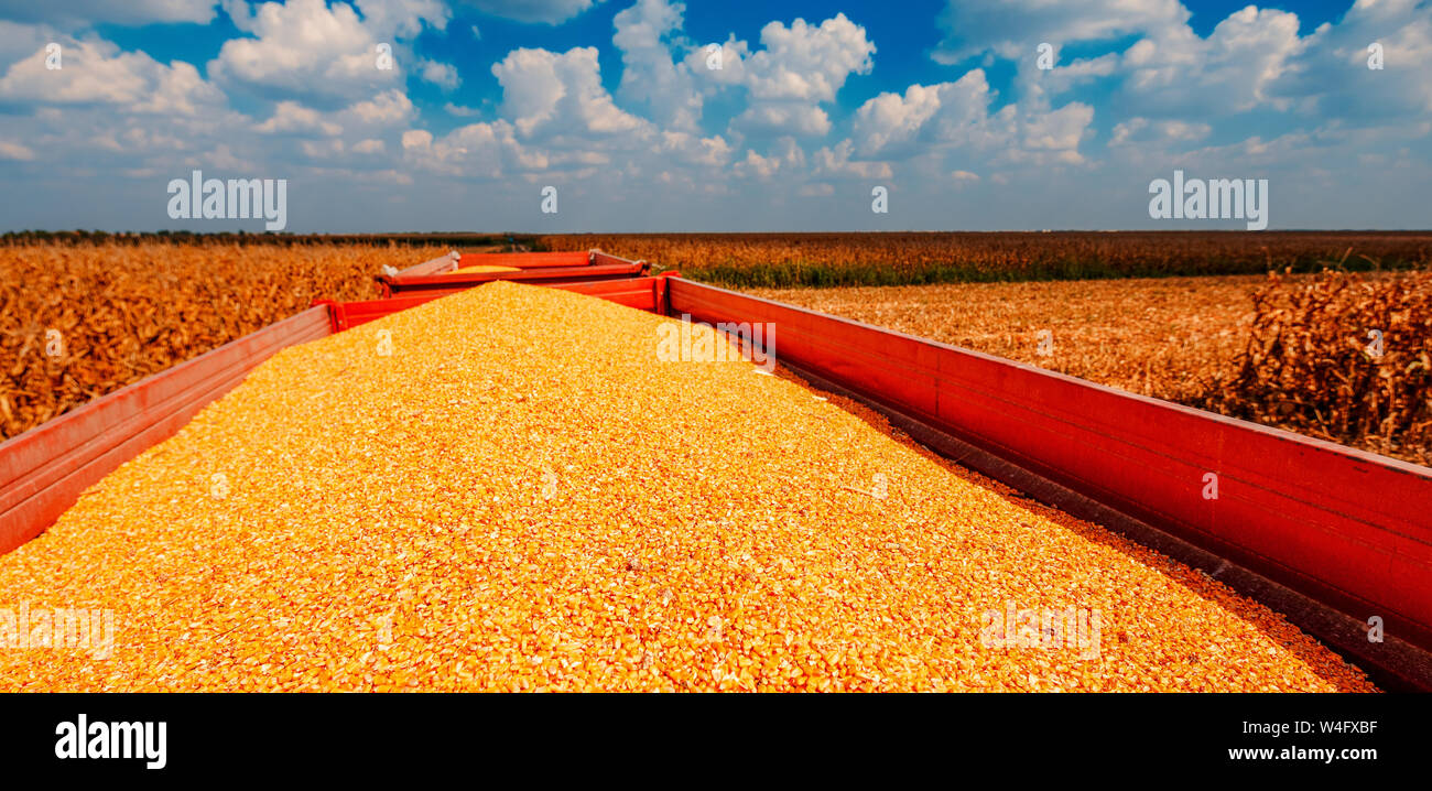Pile of harvested corn seed kernels in tractor trailer is ready to be ...