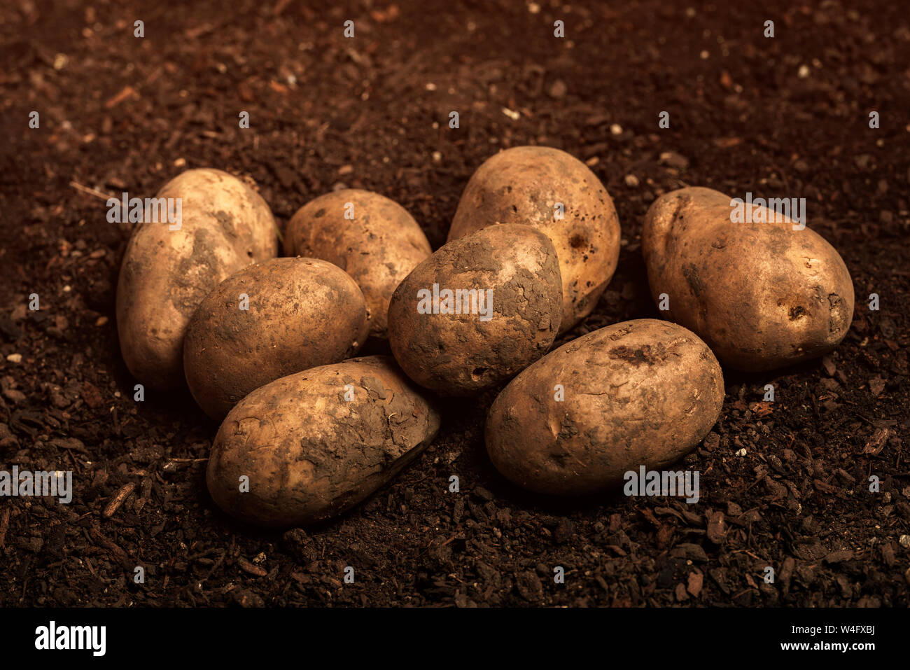 Potato tuber hi-res stock photography and images - Alamy