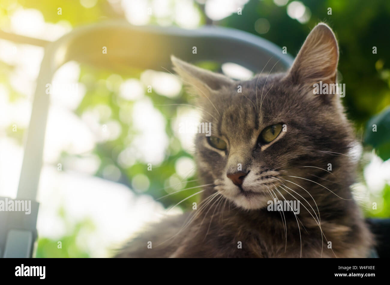 Cat curiosity hi-res stock photography and images - Alamy