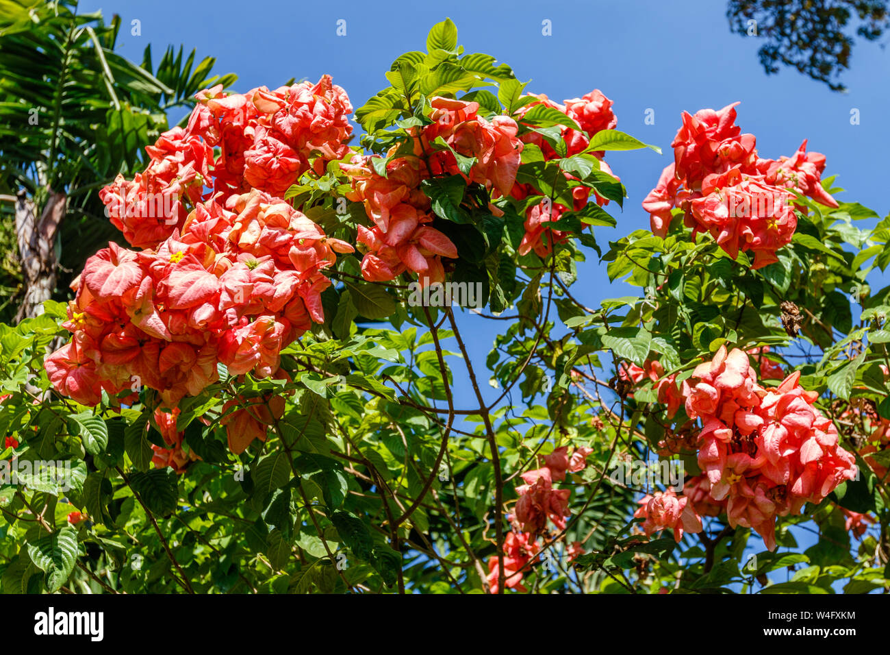 Red Mussaenda or Buddha's Lamp blooming tree, Bali, Indonesia Stock ...