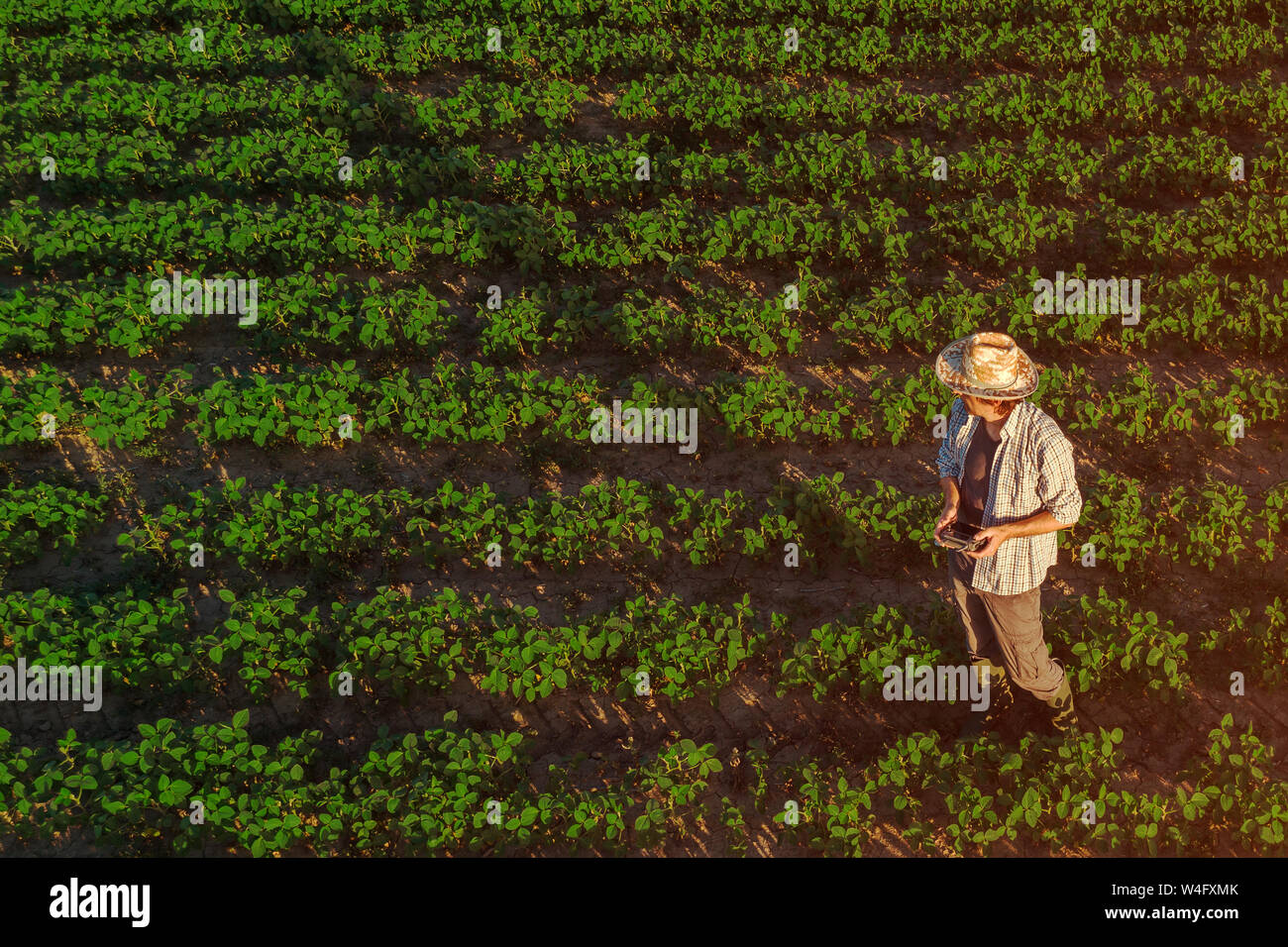 Soybean farmer with drone remote controller in field. Using modern ...
