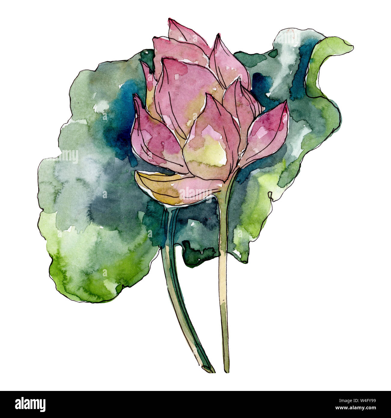 Lotus floral botanical flowers. Wild spring leaf wildflower isolated ...