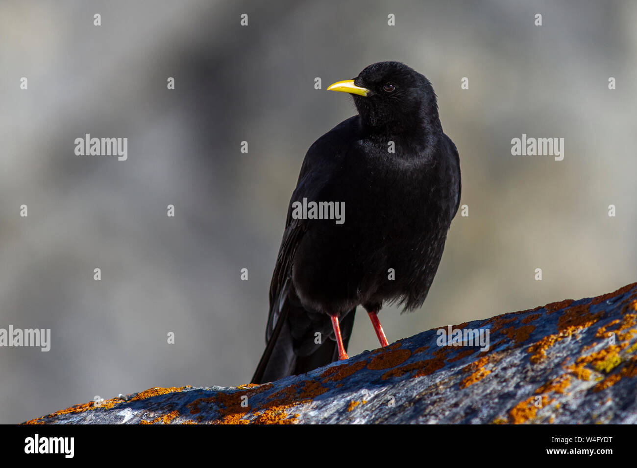 Alpine chough, yellow-billed chough, Alpendohle (Pyrrhocorax graculus ...