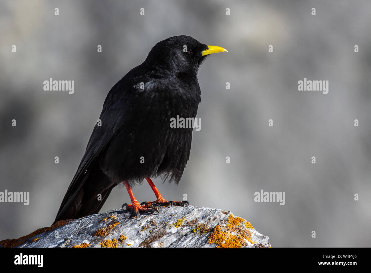 199f rmu 1900802 hi-res stock photography and images - Alamy