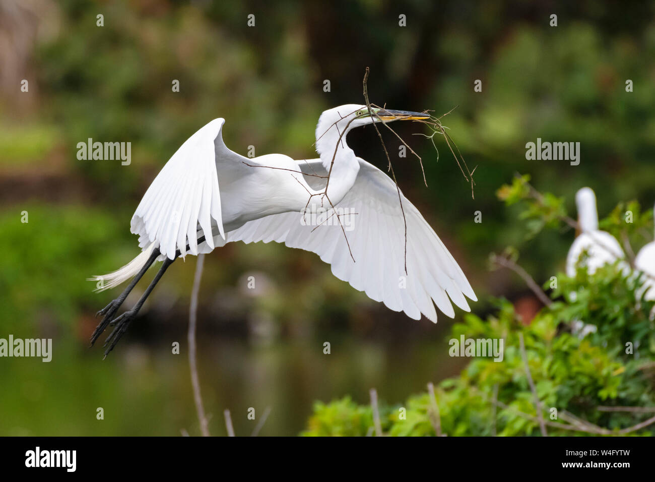 Great Egret (Ardea alba). Venice Rookery, Florida. Refurbishing a nest ...