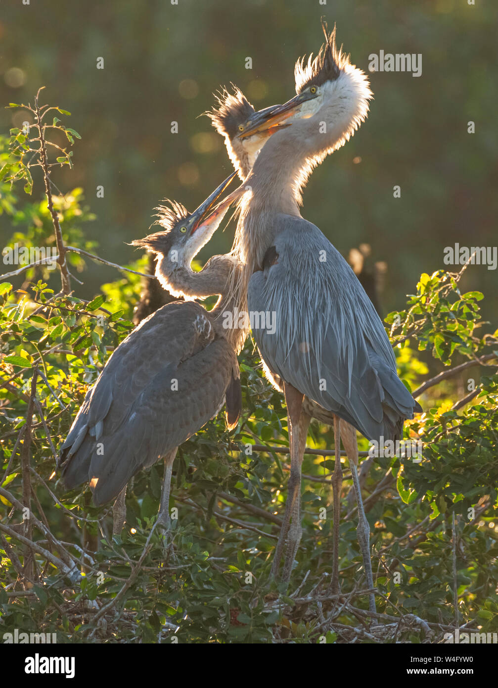 Great Blue Heron (Ardea herodias). Venice Rookery, Florida. Adult ...