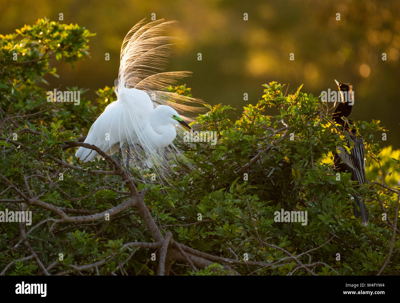 Great Egret (Ardea alba). Venice Rookery, Florida Stock Photo - Alamy