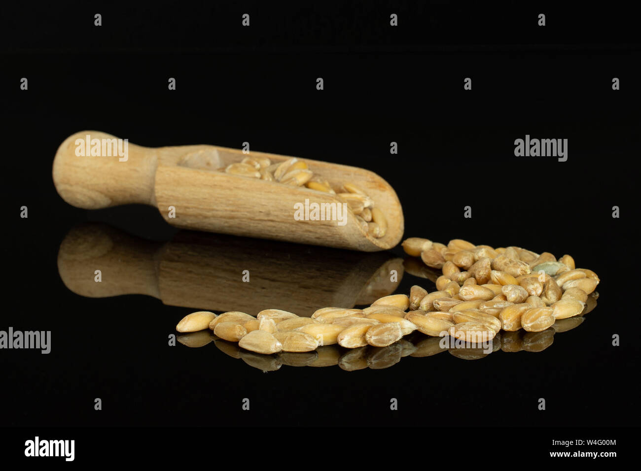 Lot of whole fresh beige dinkel wheat grain closeup with wooden scoop ...