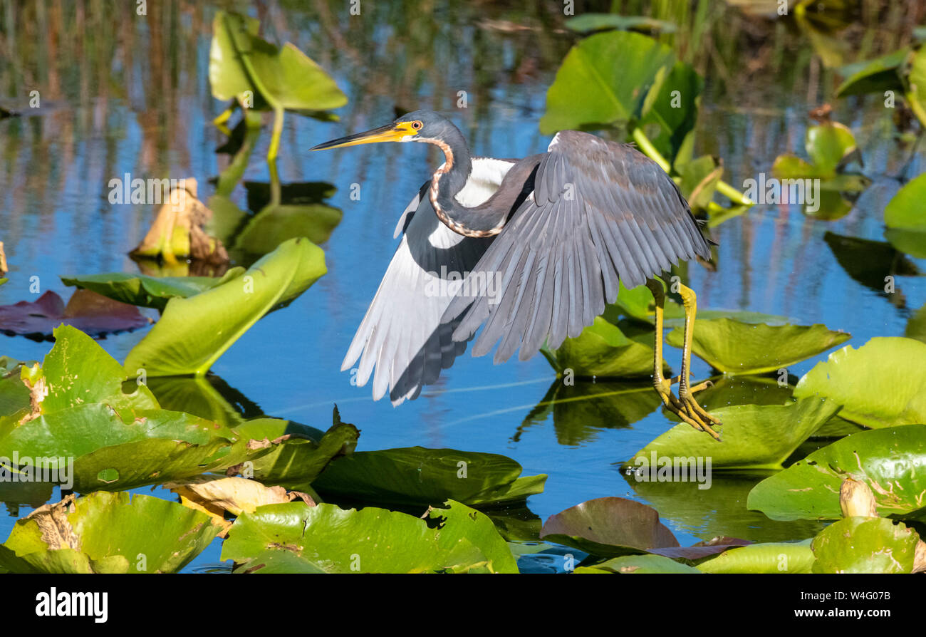 Birds flying low over water hi-res stock photography and images - Alamy