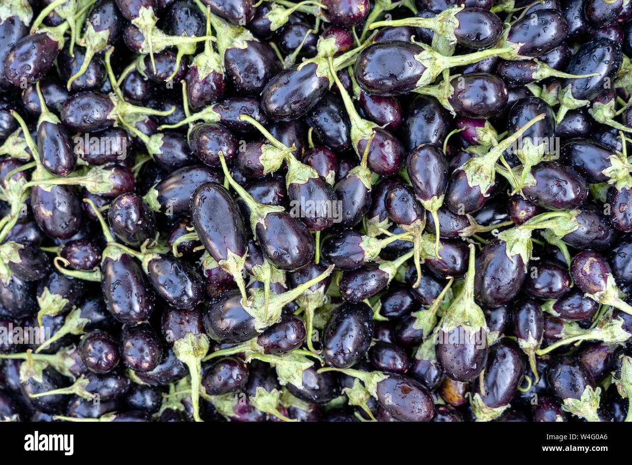 Close up round fresh organic raw purple eggplant in farmer market in ...