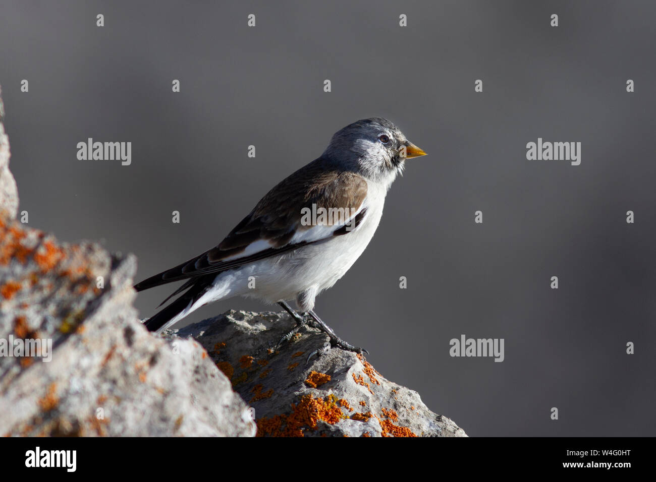 White winged snowfinch hi-res stock photography and images - Alamy