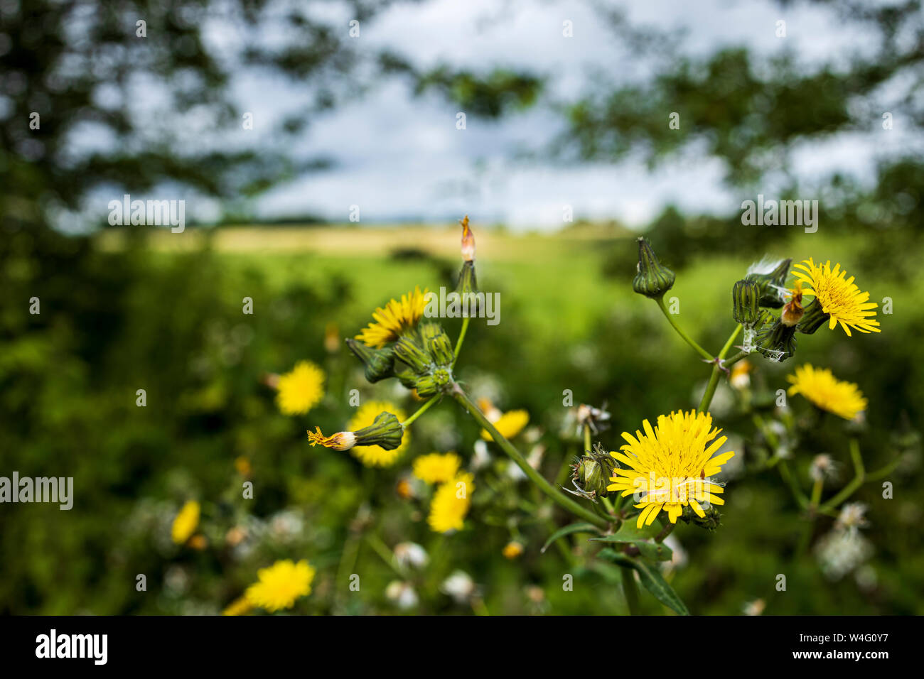 Yellow dandelions growing in a hedgerow in County Cork, Ireland Stock ...