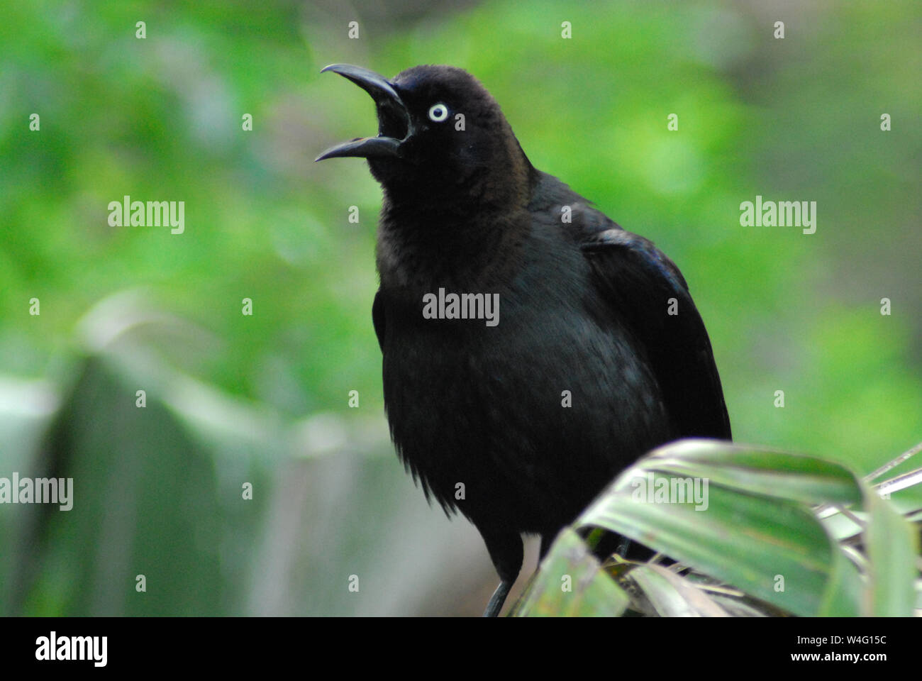 Black beak open hi-res stock photography and images - Alamy