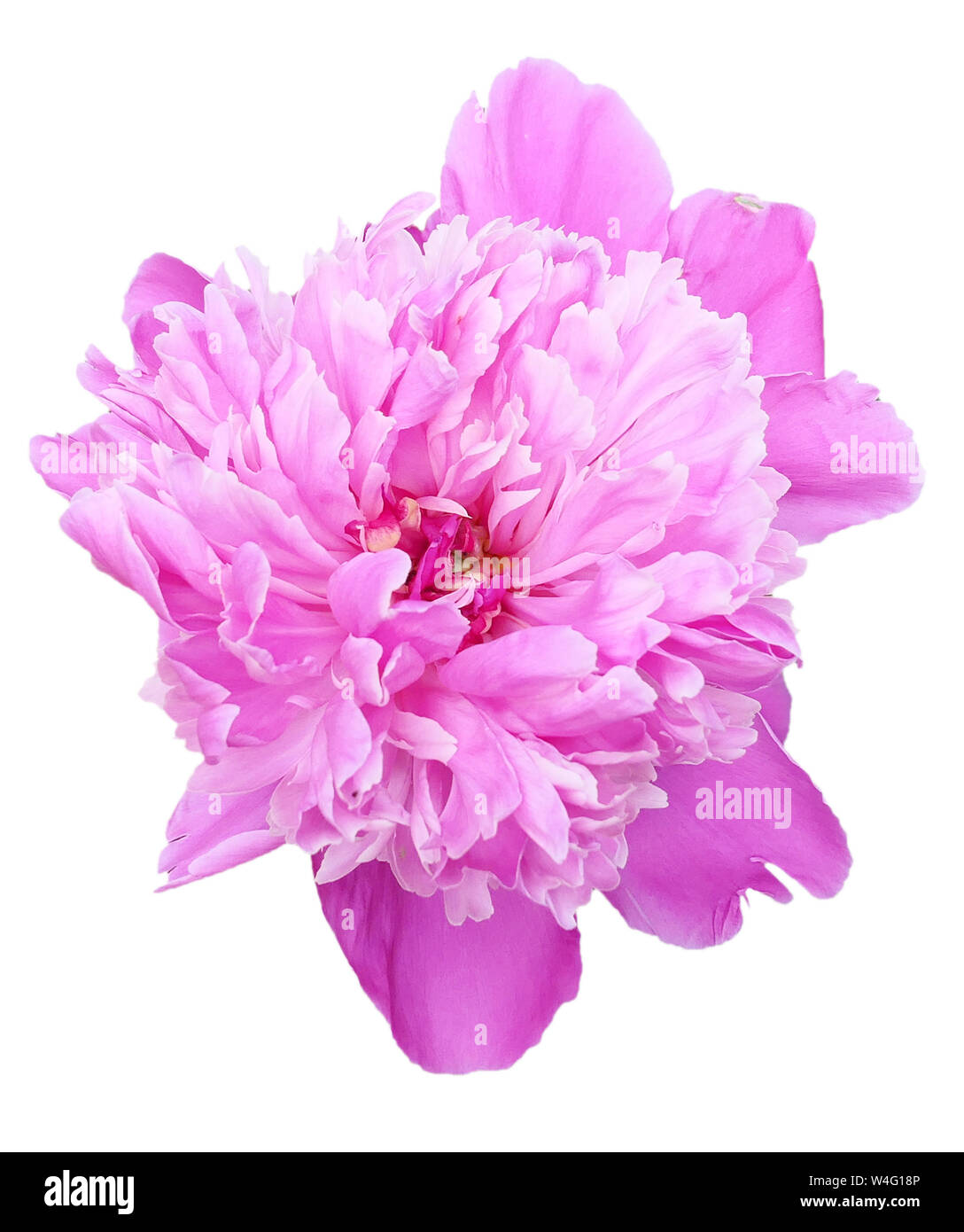 Peony isolated on white background Stock Photo - Alamy