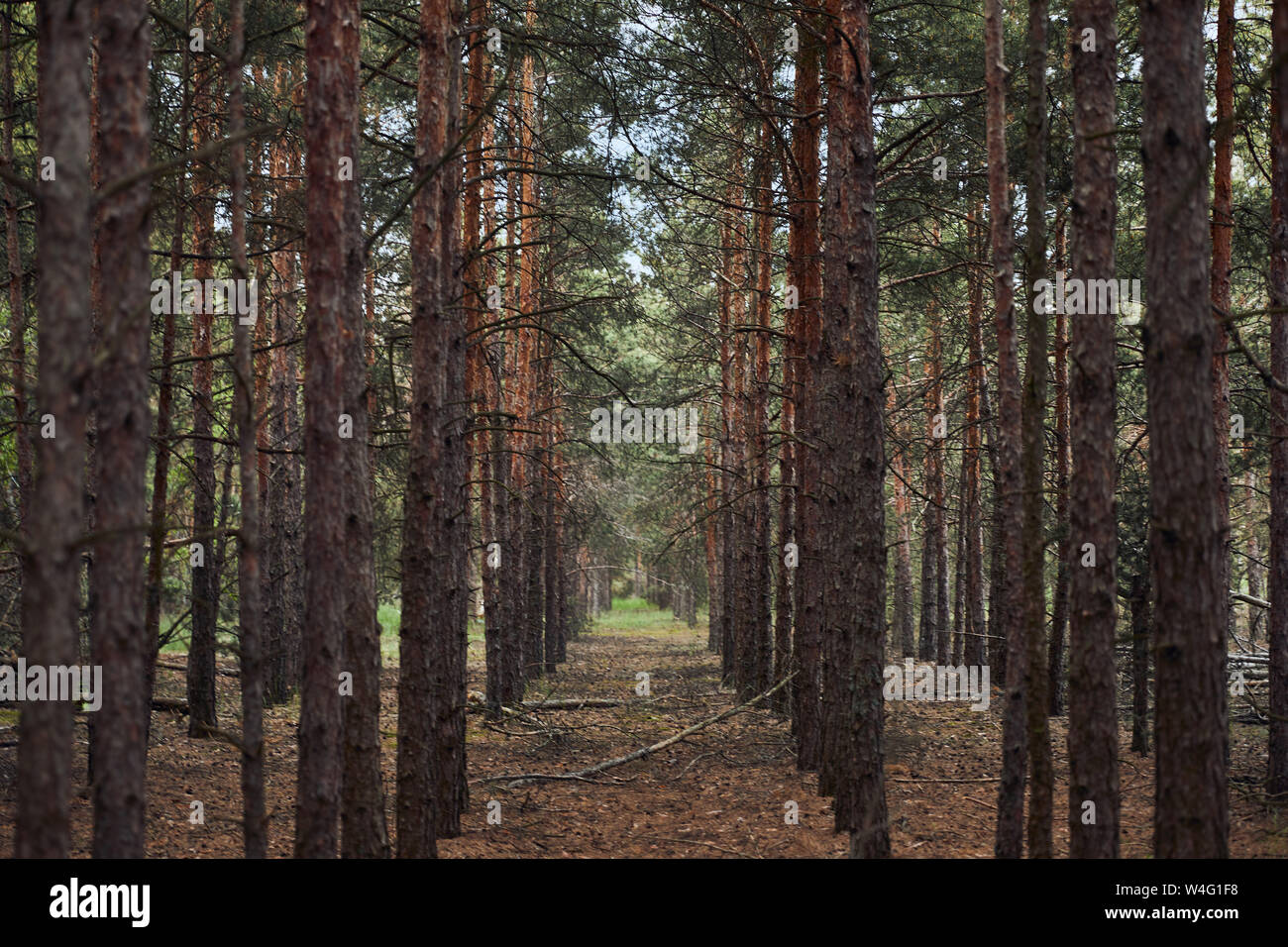 forest with tall pine textured trees in rows Stock Photo - Alamy