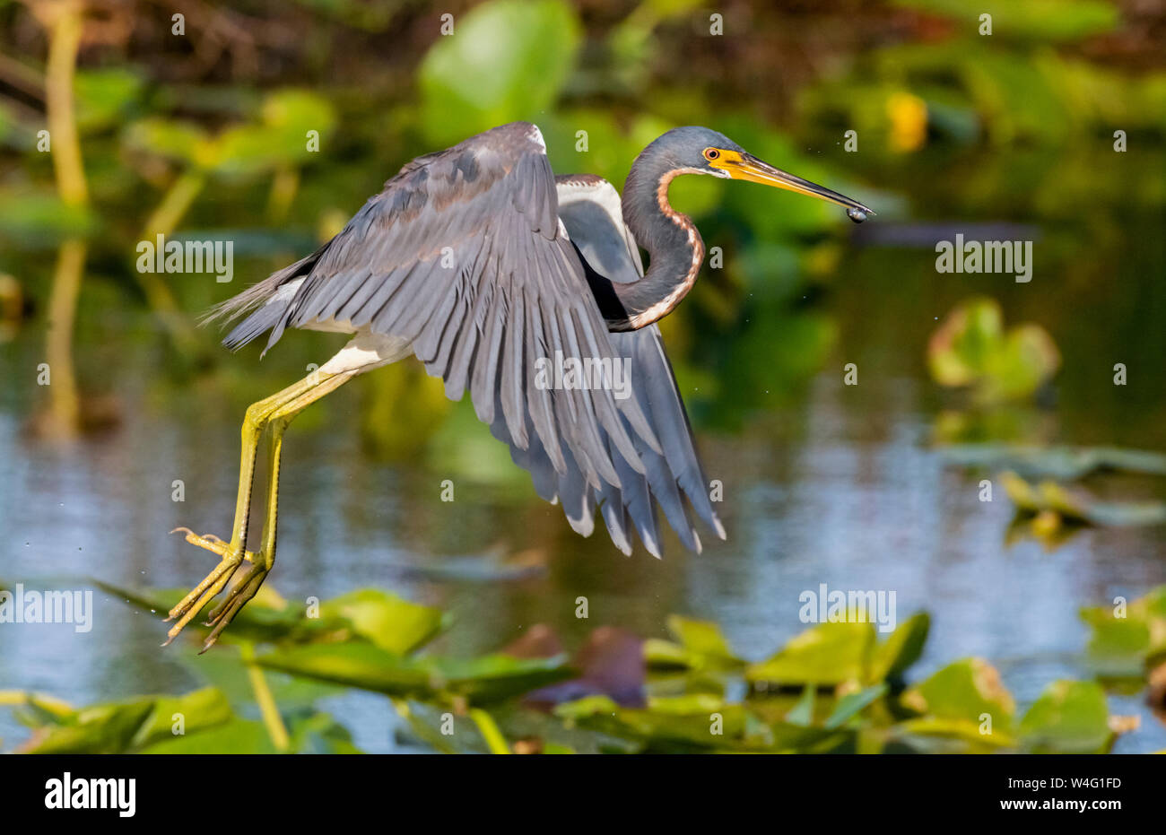 Birds flying low over water hi-res stock photography and images - Alamy