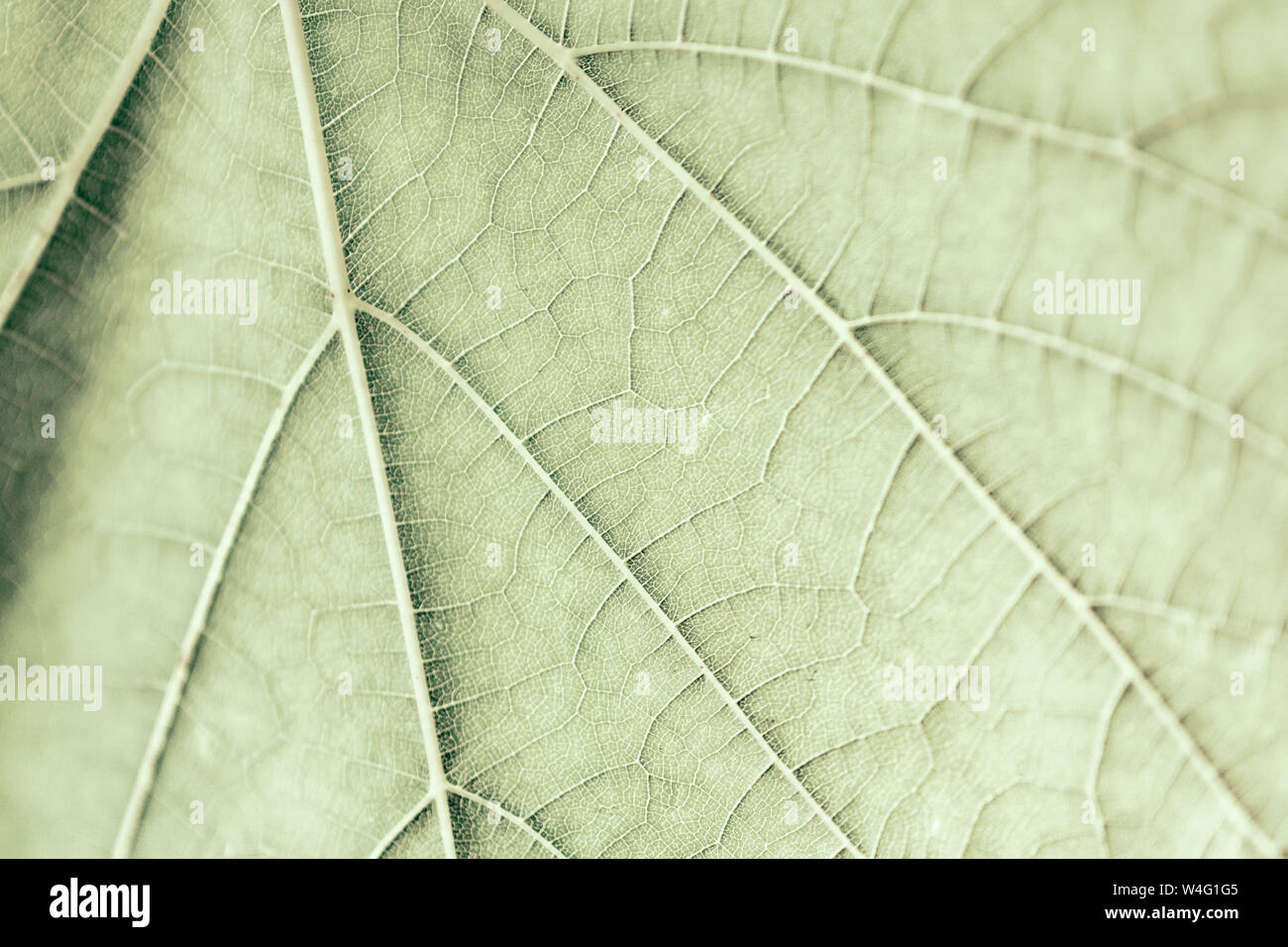 Grape leaf, green toned, macro. Close up texture with copy space for ...