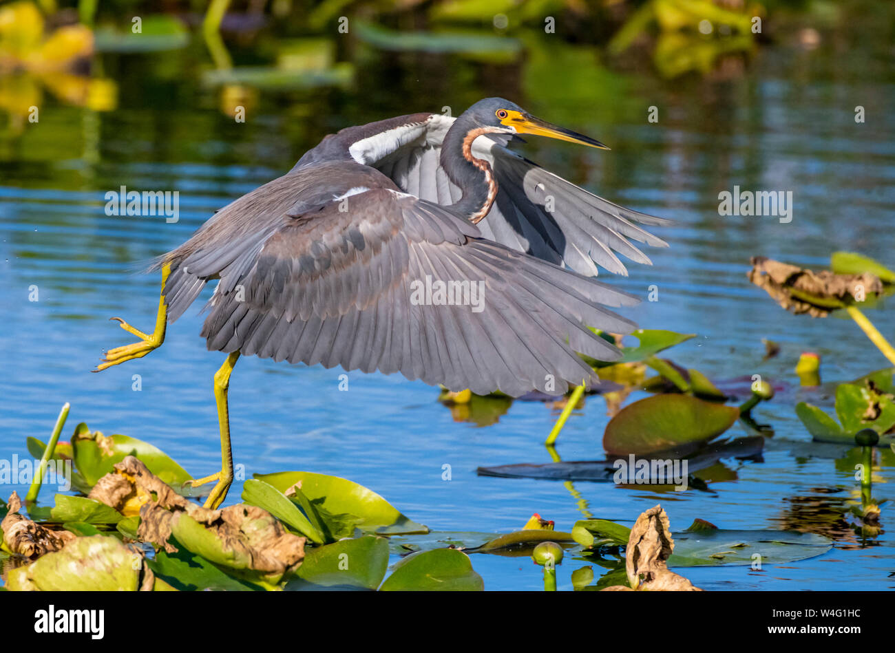 Birds flying low over water hi-res stock photography and images - Alamy